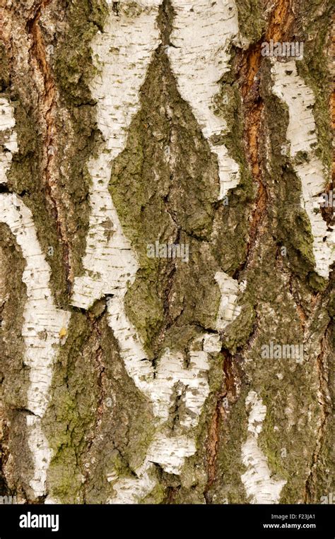 Mottled Tree Bark Hi Res Stock Photography And Images Alamy