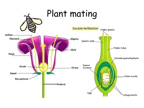 07 Plant Mating Ppt