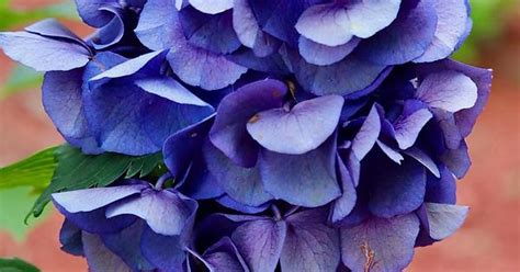 Spring Album On Imgur