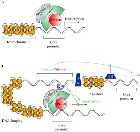 Regulatory Meaning Biology At Mamie Jones Blog