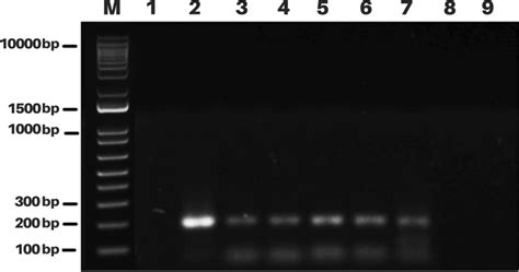 Agarose Gel Electrophoresis Of Mycoplasma Spp Infb Gene Pcr Products