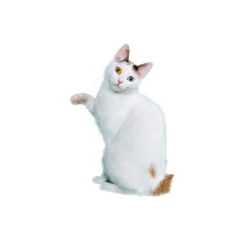japanese bobtail cat breed purina australia