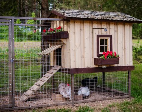 Setting Up A Backyard Chicken Coop And Run A Comprehensive Guide