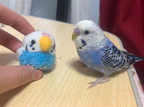 青いセキセイインコを探してます