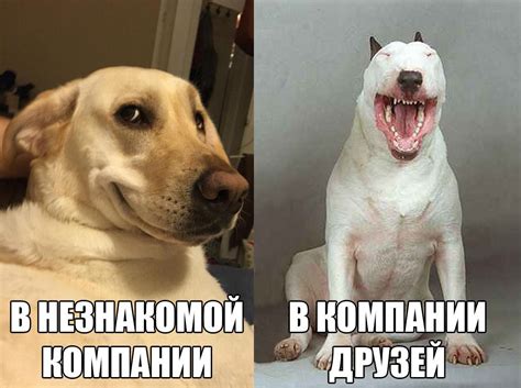 Самые смешные картинки с надписями до слез 35 фото