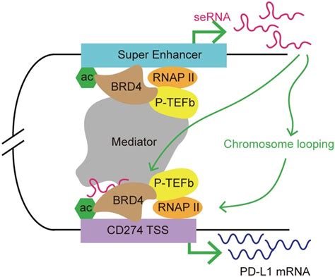 From Super Enhancer Non Coding Rna To Immune Checkpoint Frameworks To Functions Abstract