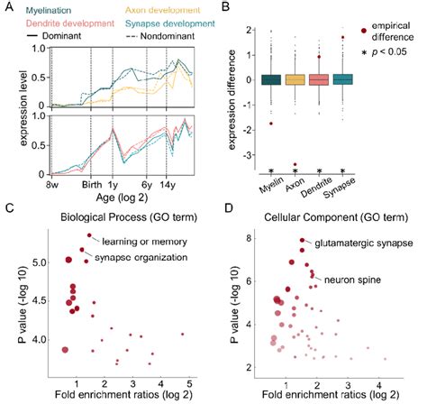 Association Between Regional Heterogeneous Constraints And Gene