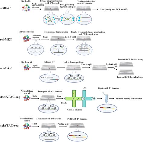 Sample Multiplexing Approaches For Single Cell Sequencing Rna Seq Blog