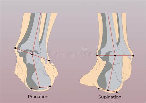 Pronation Supination Stock Illustrations 124 Pronation Supination