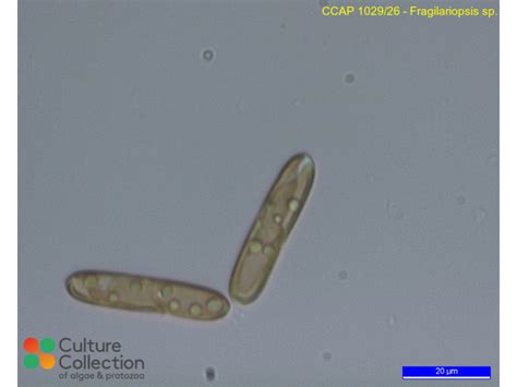 Synedropsis Cf Recta