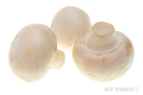 壹邦科普口蘑里面一圈发黑还能吃吗 知乎