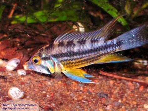 Apistogramma Cf Cacatuoides “rio Nanay” Male