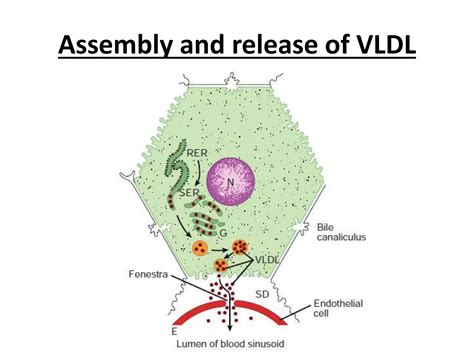 Lipoprotein Metabolism Pptx Hdl Metabolism Ldl Metabolis Vldl Metabolis Chylomicron