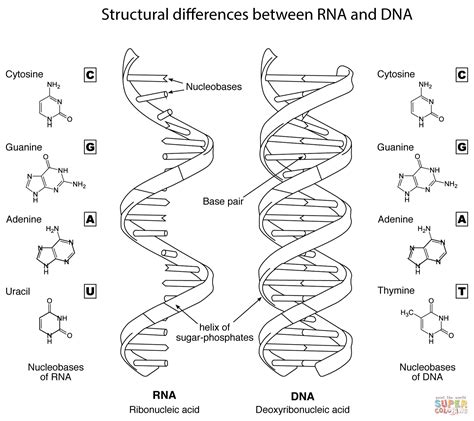 Dna Drawing Labeled At GetDrawings Free Download