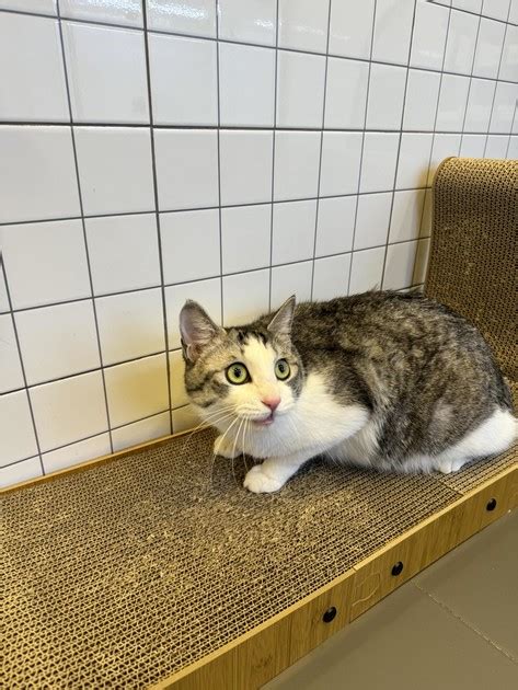 코리안숏헤어 마요 렉돌분양가격 브리숏분양가격 브리티시숏헤어분양가격 러블분양가격 티컵비숑프리제분양 티컵포메라니안분양 티컵말티즈분양 티컵말티푸분양 티컵푸들분양 티컵강아지분양