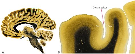 Cerebral Cortex Clinical Tree