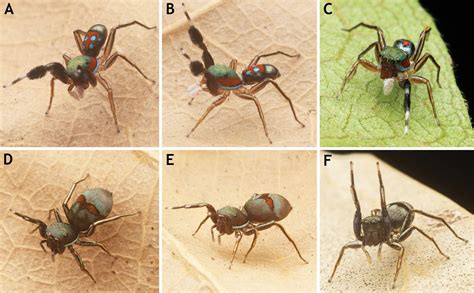 Species New To Science Arachnida 2023 Siler Niser A New Species Of The Genus Siler Simon