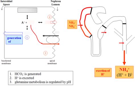 Ammonia Buffer System Diagram Quizlet