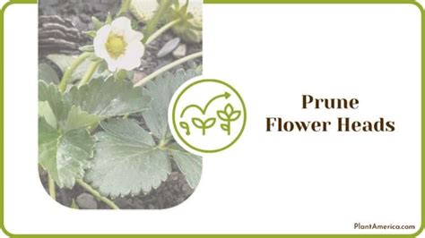 How To Prune Strawberry Plants Easy Guide To Trim Growth Plant America
