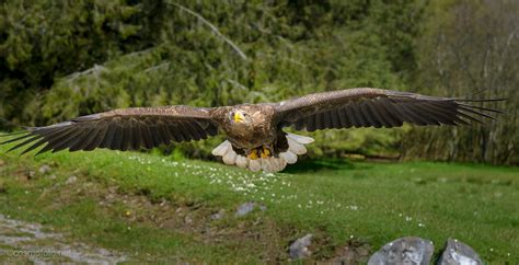 Definitive Guide To Golden Eagle Facts Habitat Conservation Status