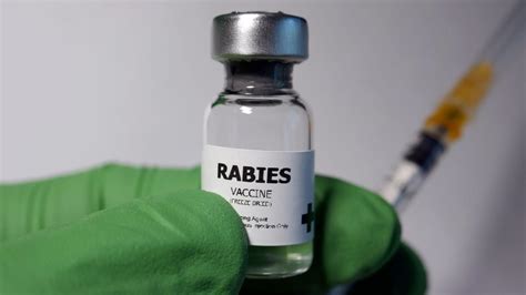 Watch How Is Rabies Prevented The Hindu