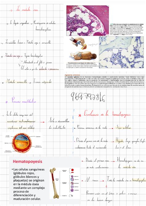 Medula osea y la eritropoyesis 240419 091409 Anatomía humano Studocu