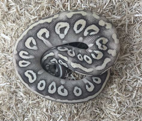 Super Mystic Ball Python A Guide To This Unique Snake Morph Vital Frog