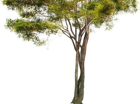 Collection Of PNG HD Pictures Of Trees PlusPNG