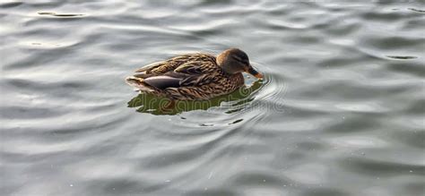 Malard Duck Swims On A Sea In The Water Anas Platyrhynchos Stock Image Image Of Spring Green