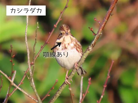 ミヤマホオジロとカシラダカ 彩とりどり