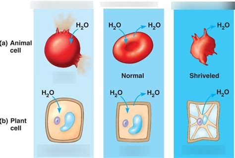 Hypertonic Diagram