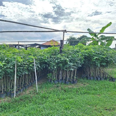 ສວນລັດທະນາ ສວນເຮົາຢູ່ ບ້ານໂພຄຳ ຮ່ອມວັດນາຕ້າຍ ແຖວສະໜາມກິລາຫຼັກ16 ເມືອງໄຊທານີ ນະຄອນຫລວງວຽງຈັນ ໂທ