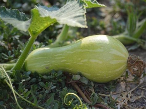 Squash Leaves Turning Yellow Causes And Solutions For Healthy Plants
