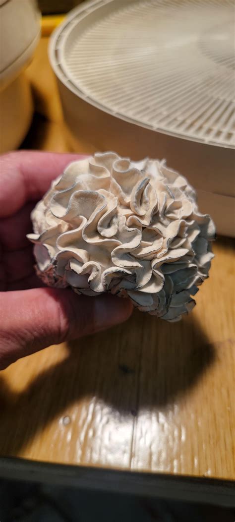 [actives] P Cubensis Isolated Mutation R Mushroomgrowers