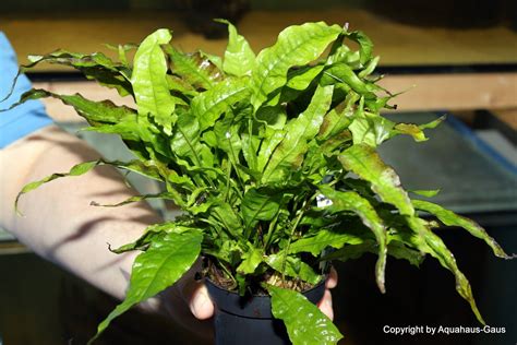 Microsorium Pteropus Javafarn Xl 5 Cm Topf Aquahaus Gaus Das Zierfischparadies