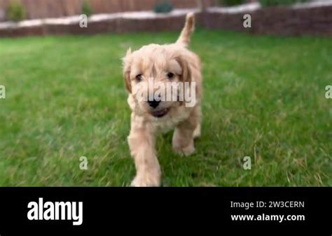 Running Cockapoo Stock Videos And Footage Hd And 4k Video Clips Alamy