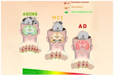 New Neurons Form In The Brain Into The Tenth Decade Of Life — Science Of The Spirit —