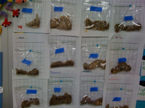 Lima Bean Science Activity