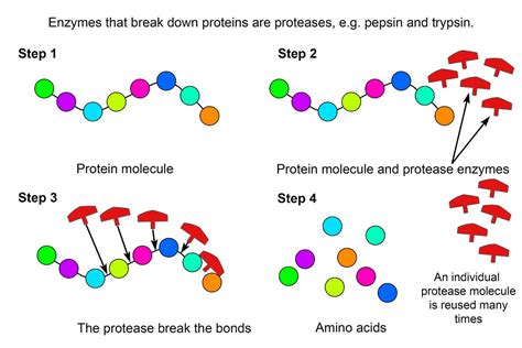 Enzyme Pepsin Function At Hamish Gellatly Blog
