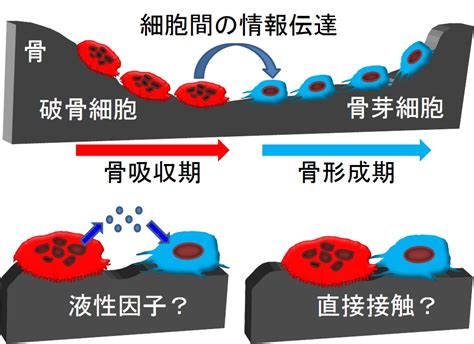 骨を造る細胞と骨を溶かす細胞の生きた相互作用を初めて可視化 石井優グループがNature Communicationsに発表 News