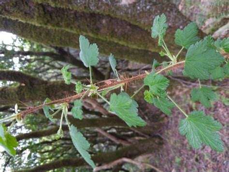 Ribes Menziesii Calflora