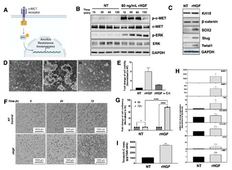 The Effect Of Hgf Treatment In The Epithelial Ovarian Cancer Cells A