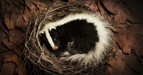 Skunk Hibernation Understanding Winter Behavior Of Skunks