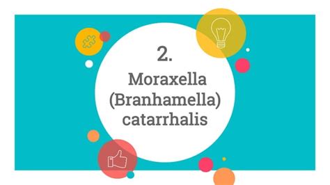 Gram Negative Cocci Ppt