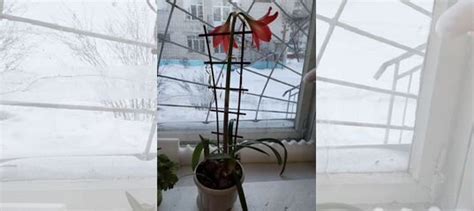 Кислица оксалис папоротник купить в Хабаровске Товары для дома и дачи Авито