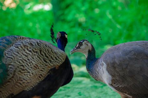Premium Photo Two Cute Peacocks Male And Female Looking At Each Other Lovingly On A Blur