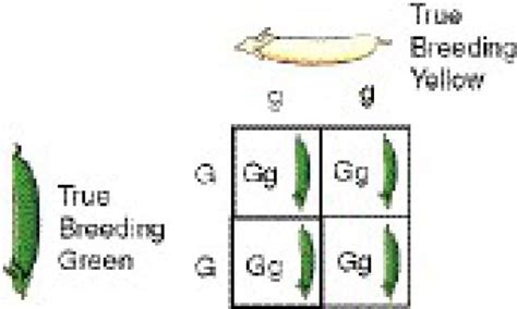 Monohybrid Cross A Breeding Experiment Biology Cross Experiments