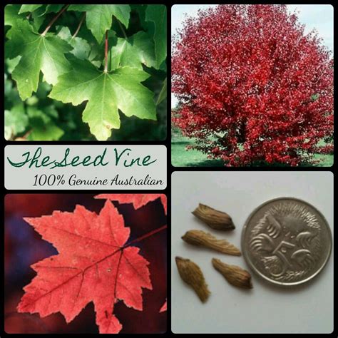Red Maple Tree Seed