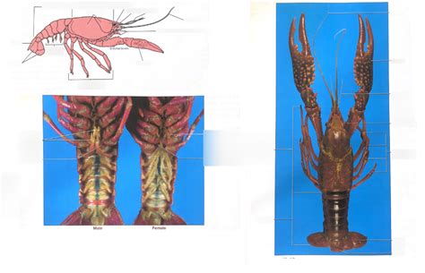 Cambarus Class Malacostraca Subphylum Crustacea Diagram Quizlet