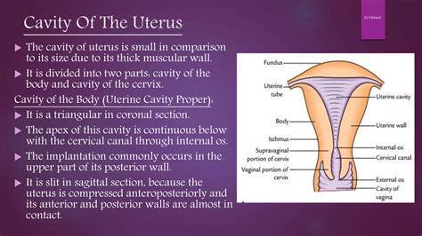 Gross Anatomy Of Uterus Pptx
